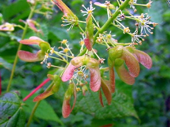 Digital Flora of Newfoundland and Labrador. Sapindaceae: Soapberry ...