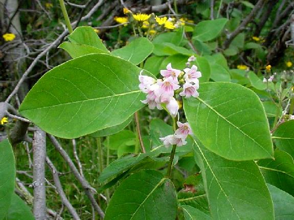 Digital Flora of Newfoundland and Labrador. Apocynaceae: Dogbane Family ...