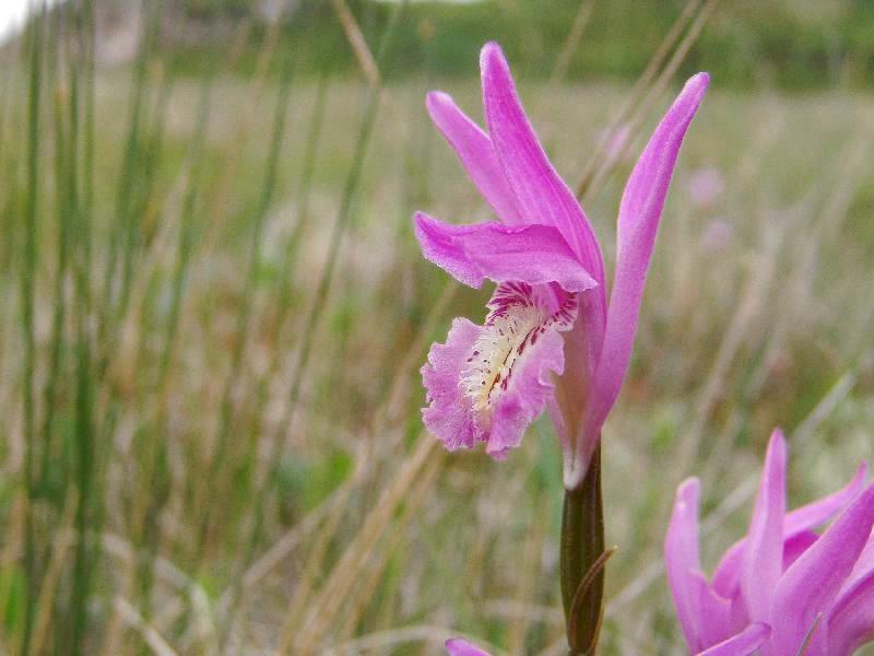 Digital Flora of Newfoundland and Labrador. Orchidaceae: Orchid Family ...