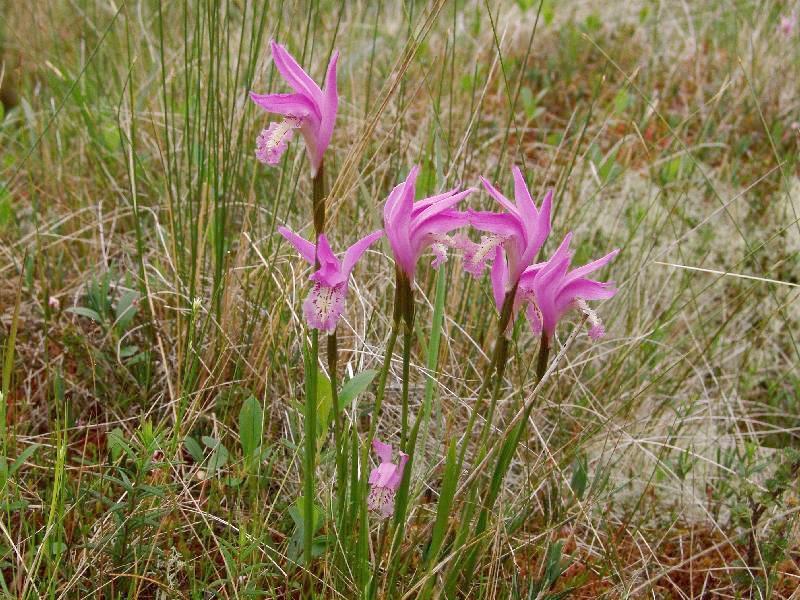 Digital Flora of Newfoundland and Labrador. Orchidaceae: Orchid Family ...