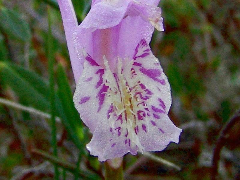 Digital Flora of Newfoundland and Labrador. Orchidaceae: Orchid Family ...