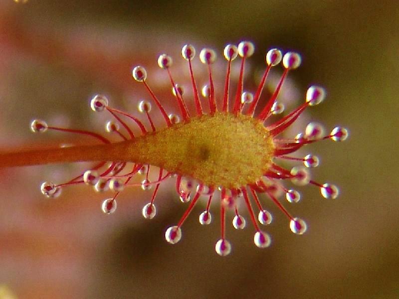 Digital Flora of Newfoundland and Labrador. Droseraceae: Sundew Family ...