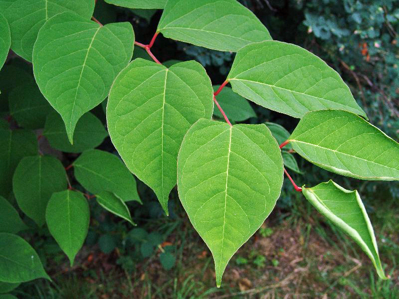 Digital Flora of Newfoundland and Labrador. Polygonaceae: Buckwheat ...