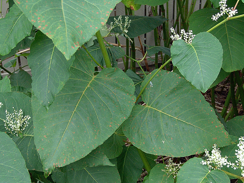 Digital Flora of Newfoundland and Labrador. Polygonaceae: Buckwheat ...