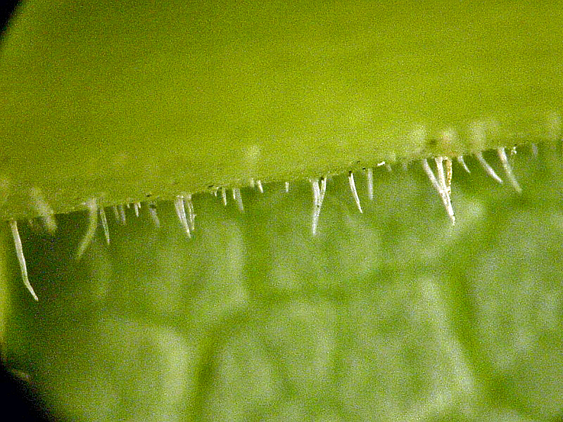 Digital Flora of Newfoundland and Labrador. Polygonaceae: Buckwheat ...
