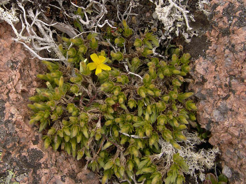 Digital Flora of Newfoundland and Labrador. Cistaceae: Rockrose Family ...