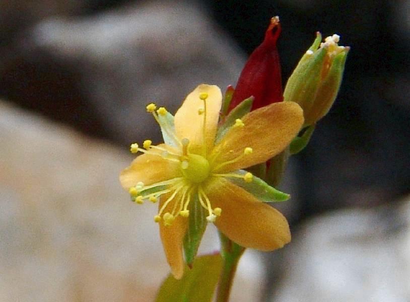 Digital Flora of Newfoundland and Labrador. Hypericaceae: St. John's ...