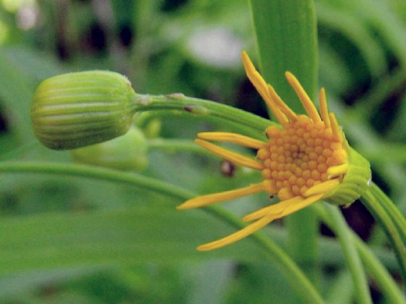 Digital Flora of Newfoundland and Labrador. Genus Packera: Ragworts ...
