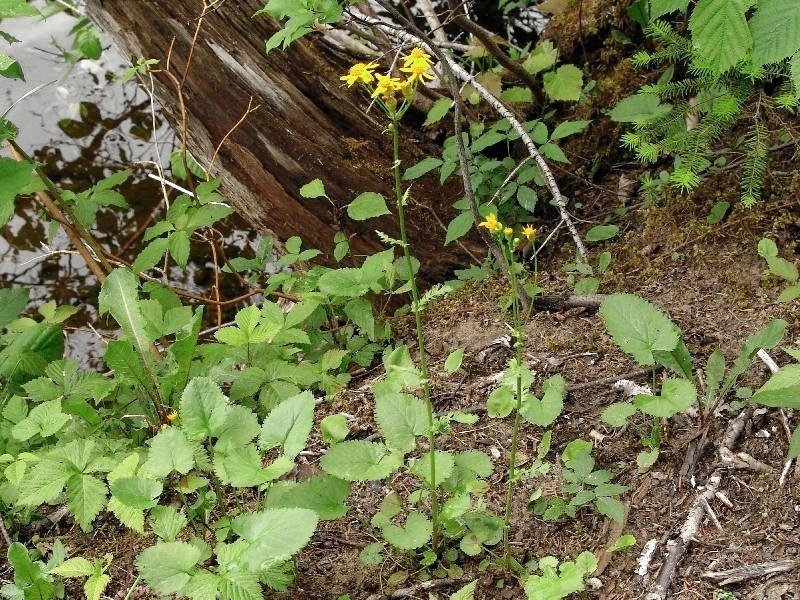 Digital Flora of Newfoundland and Labrador. Genus Packera: Ragworts ...