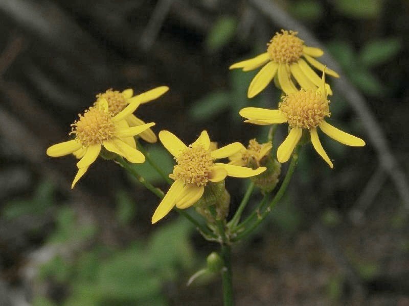Digital Flora of Newfoundland and Labrador. Genus Packera: Ragworts ...