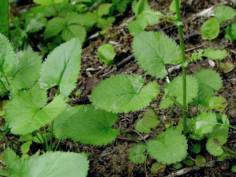 Digital Flora of Newfoundland and Labrador. Genus Packera: Ragworts ...