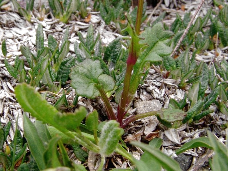 Digital Flora of Newfoundland and Labrador. Genus Packera: Ragworts ...
