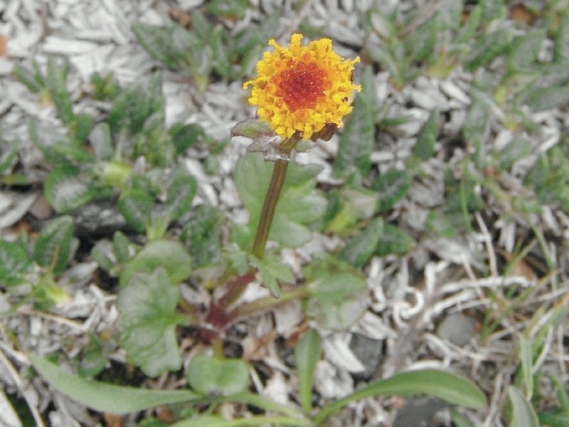 Digital Flora of Newfoundland and Labrador. Genus Packera: Ragworts ...