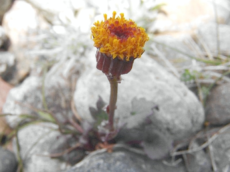 Digital Flora of Newfoundland and Labrador. Genus Packera: Ragworts ...