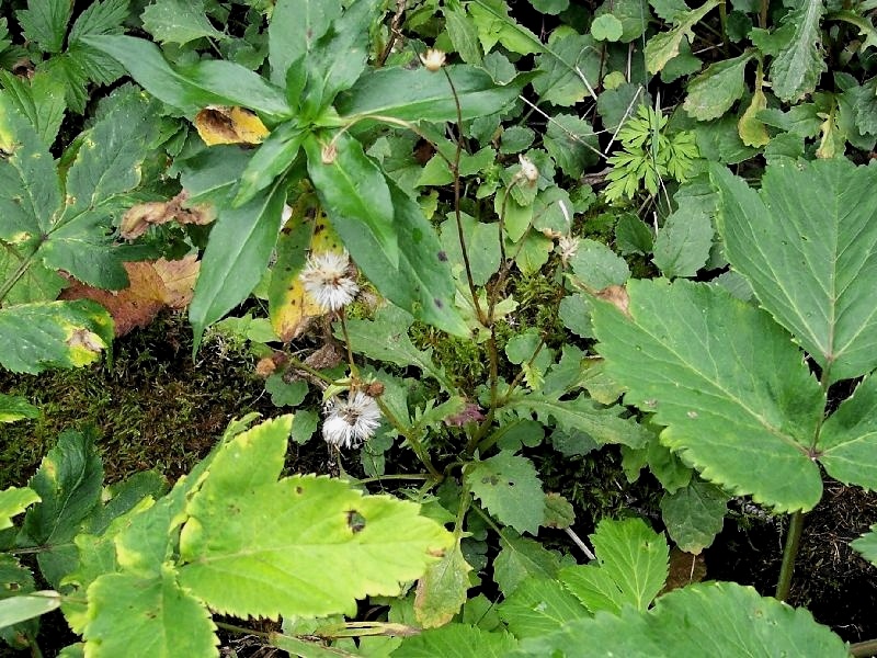 Digital Flora of Newfoundland and Labrador. Genus Packera: Ragworts ...
