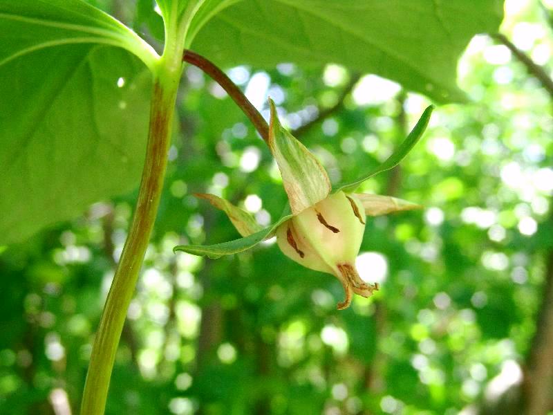Digital Flora of Newfoundland and Labrador. Melanthiaceae: Melanthium ...