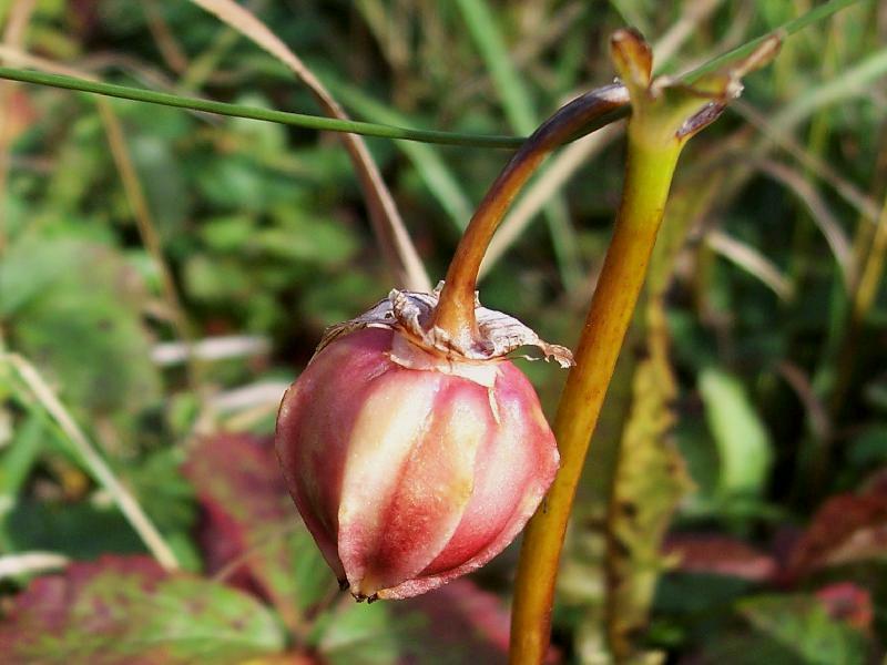 Digital Flora of Newfoundland and Labrador. Melanthiaceae: Melanthium ...