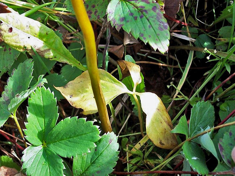 Digital Flora of Newfoundland and Labrador. Melanthiaceae: Melanthium ...