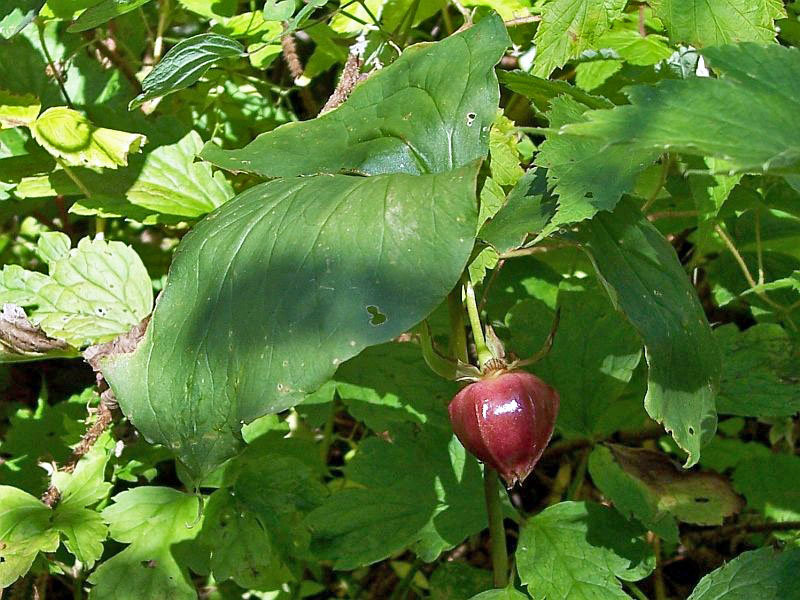 Digital Flora of Newfoundland and Labrador. Melanthiaceae: Melanthium ...