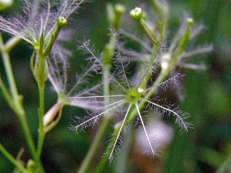 Digital Flora of Newfoundland and Labrador. Caprifoliaceae: Honeysuckle ...