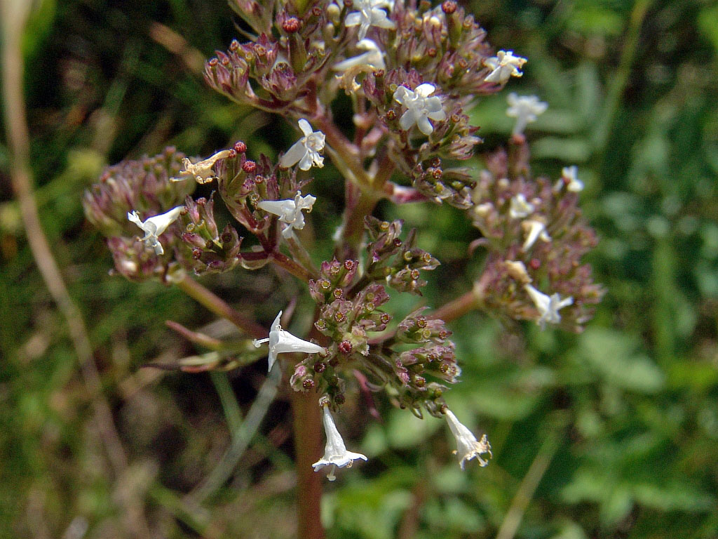 Digital Flora of Newfoundland and Labrador. Caprifoliaceae: Honeysuckle ...