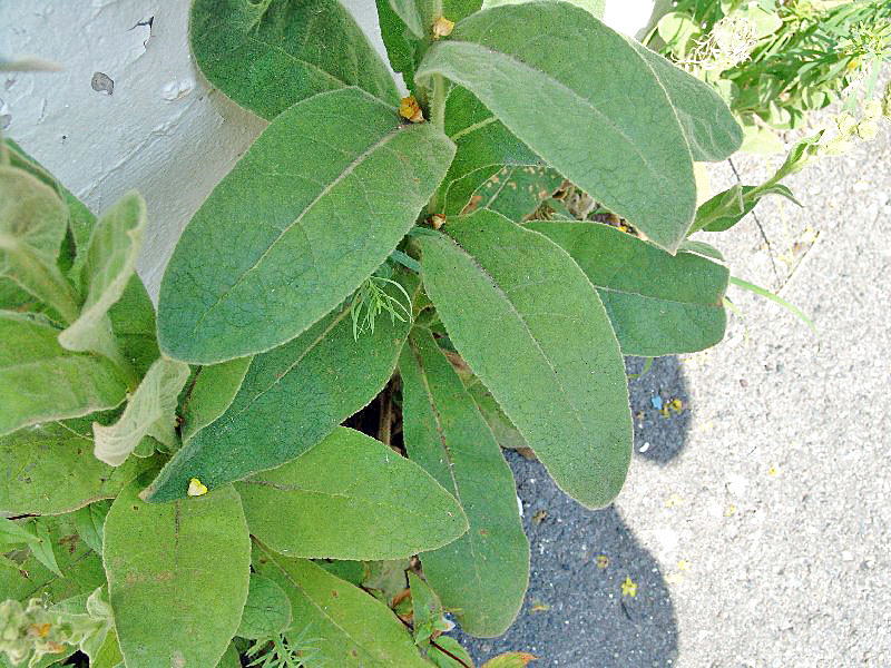 Digital Flora of Newfoundland and Labrador. Scrophulariaceae: Figwort ...