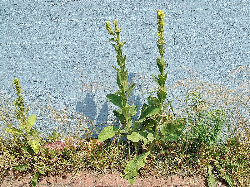 Digital Flora of Newfoundland and Labrador. Scrophulariaceae: Figwort ...