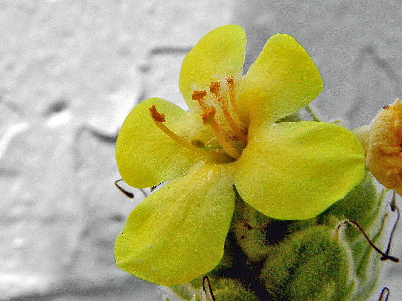 Digital Flora of Newfoundland and Labrador. Scrophulariaceae: Figwort ...