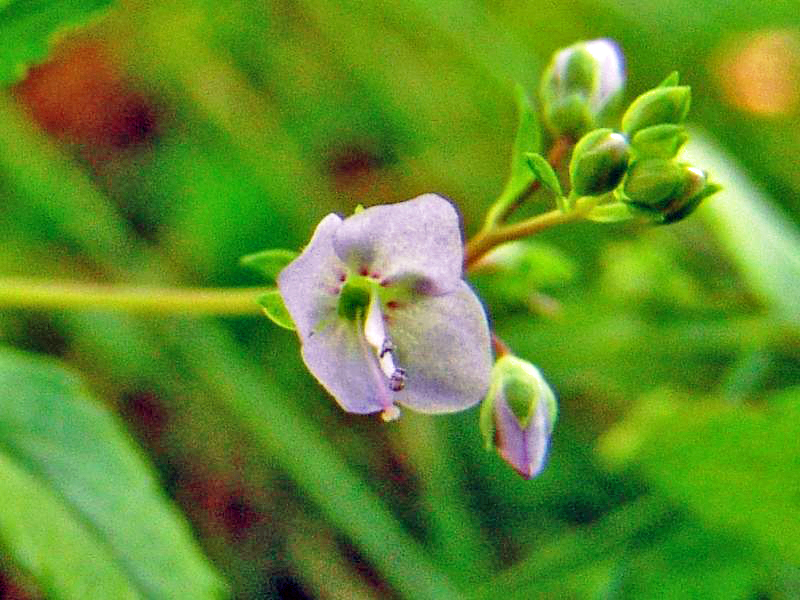 Digital Flora of Newfoundland and Labrador. Plantaginaceae: Plantain ...