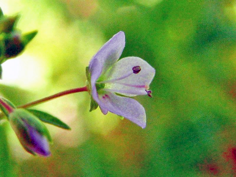 Digital Flora of Newfoundland and Labrador. Plantaginaceae: Plantain ...