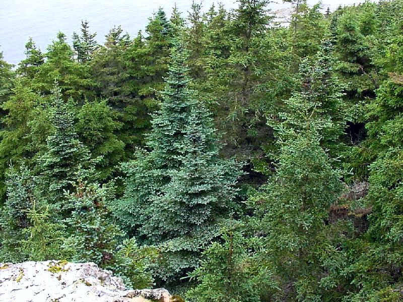Digital Flora of Newfoundland and Labrador. Pinaceae: Pine Family. Open ...