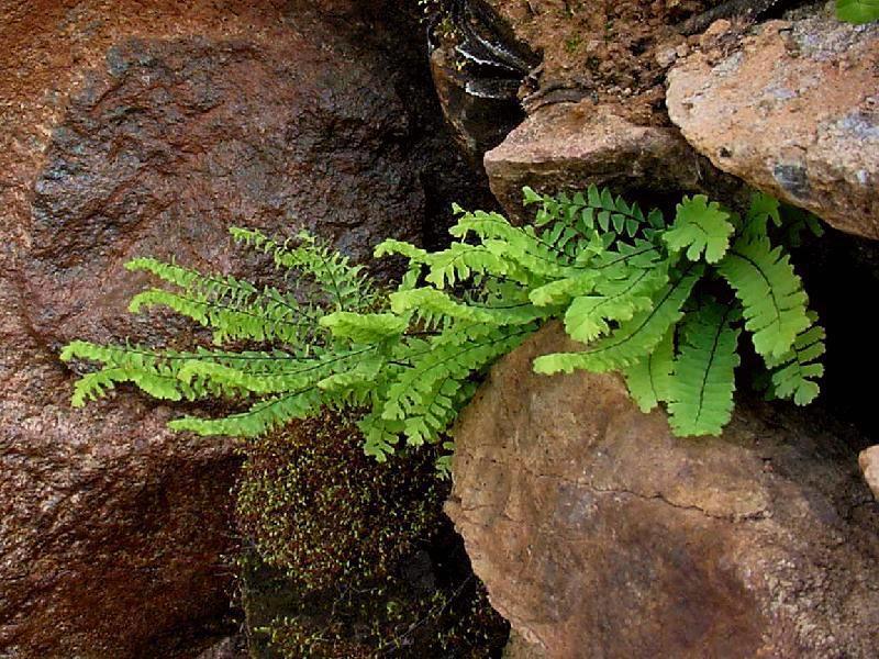 Digital Flora of Newfoundland and Labrador. Pteridaceae: Maidenhair ...