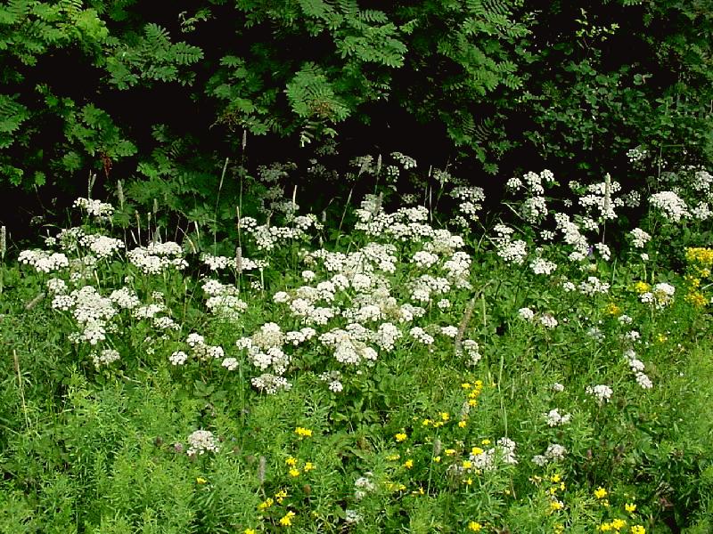 Digital Flora of Newfoundland and Labrador. Apiaceae: Parsley Family ...