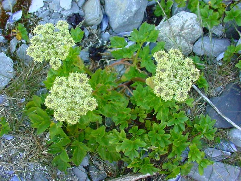 Digital Flora of Newfoundland and Labrador. Apiaceae: Parsley Family ...