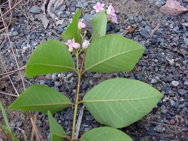 Digital Flora of Newfoundland and Labrador. Apocynaceae: Dogbane Family ...