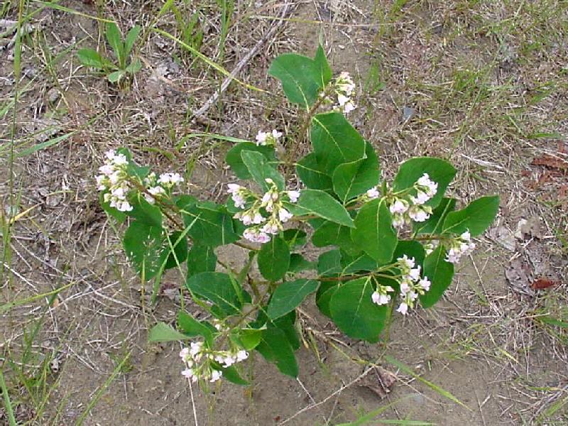 Digital Flora of Newfoundland and Labrador. Apocynaceae: Dogbane Family ...