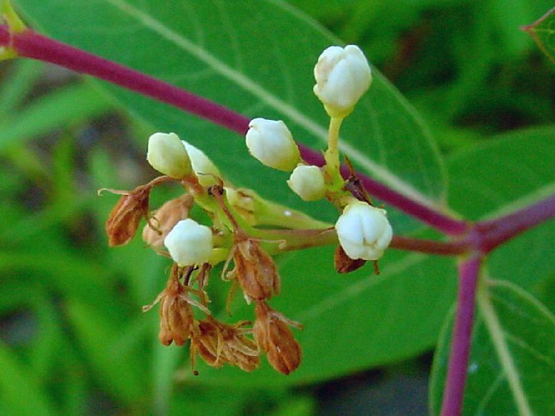 Digital Flora of Newfoundland and Labrador. Apocynaceae: Dogbane Family ...