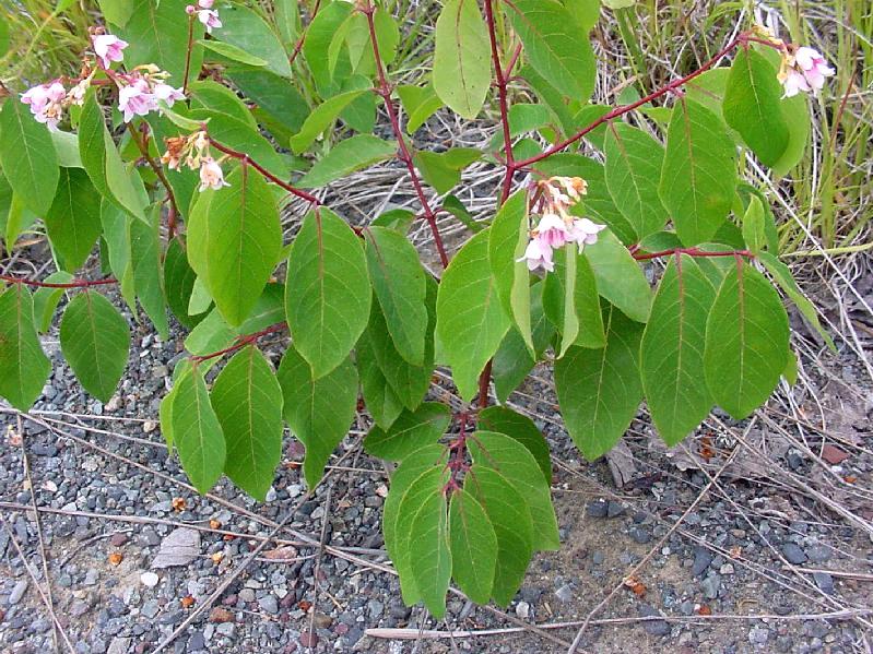 Digital Flora of Newfoundland and Labrador. Apocynaceae: Dogbane Family ...