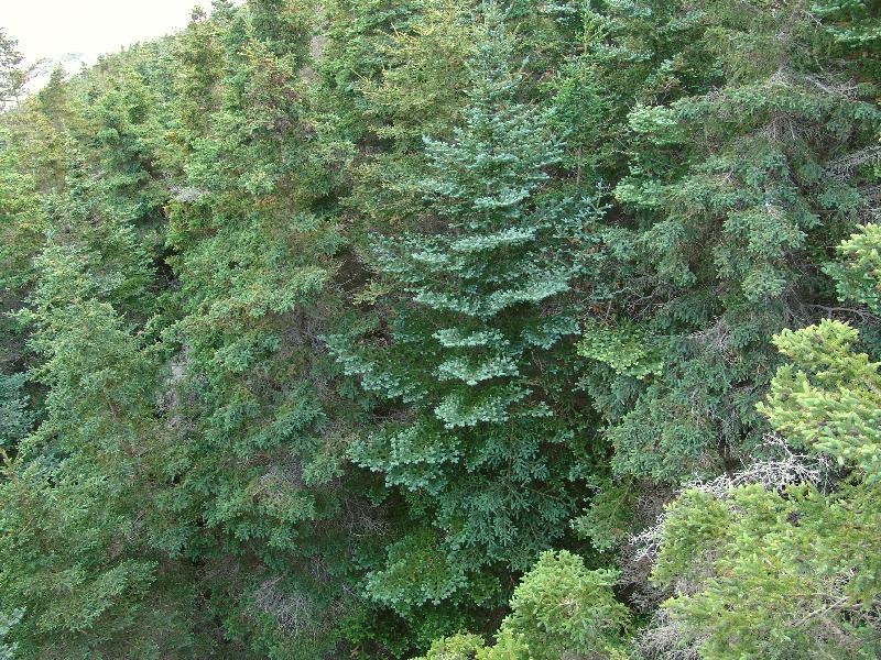 Digital Flora of Newfoundland and Labrador. Pinaceae: Pine Family. Open ...