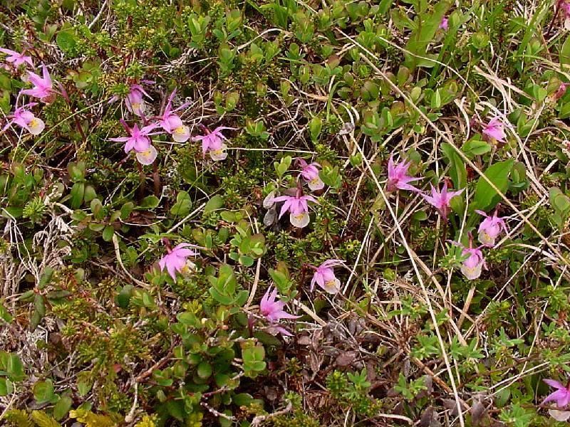 Digital Flora of Newfoundland and Labrador. Orchidaceae: Orchid Family ...
