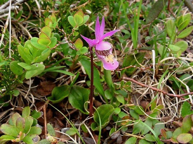 Digital Flora of Newfoundland and Labrador. Orchidaceae: Orchid Family ...