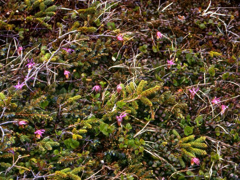 Digital Flora of Newfoundland and Labrador. Orchidaceae: Orchid Family ...