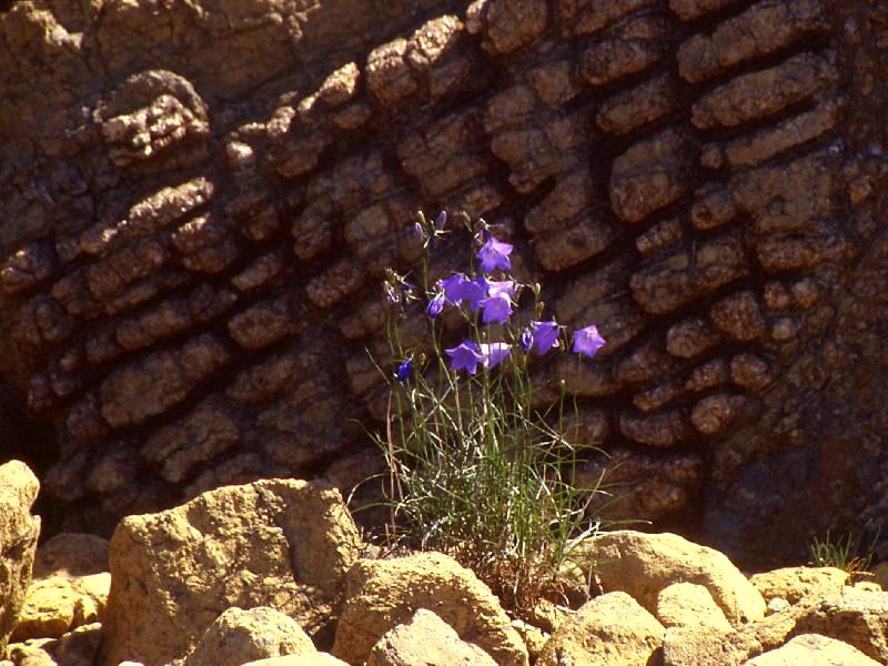 Digital Flora of Newfoundland and Labrador. Campanulaceae: Bluebell ...