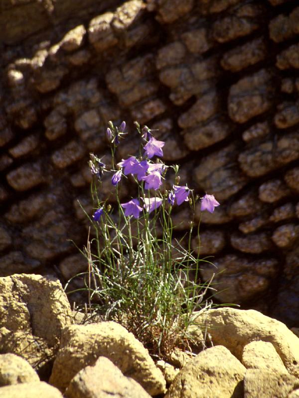 Digital Flora of Newfoundland and Labrador. Campanulaceae: Bluebell ...