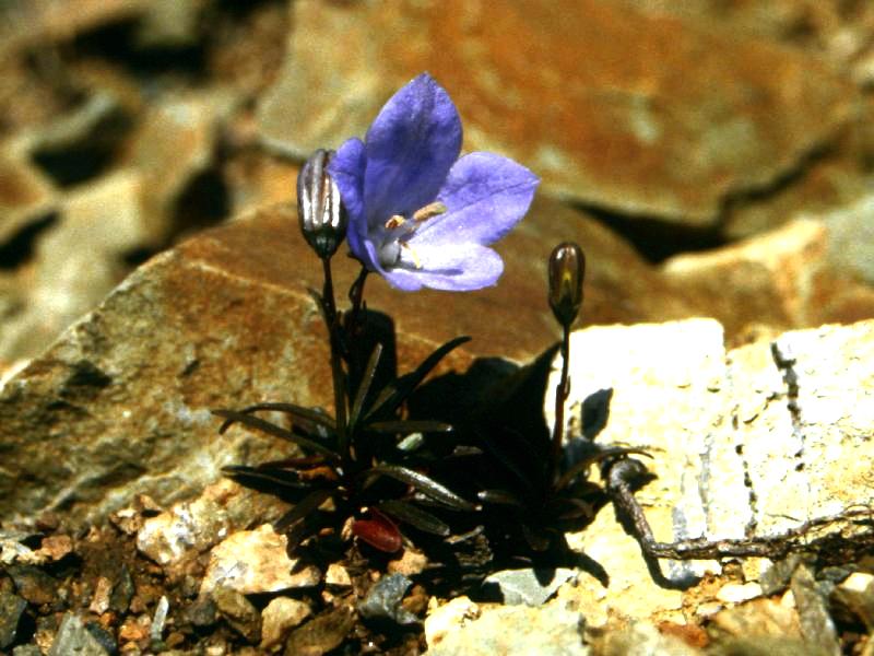 Digital Flora of Newfoundland and Labrador. Campanulaceae: Bluebell ...