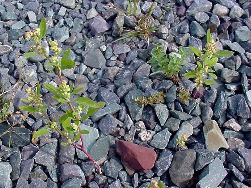 Digital Flora of Newfoundland and Labrador. Chenopodiaceae: Goosefoot ...
