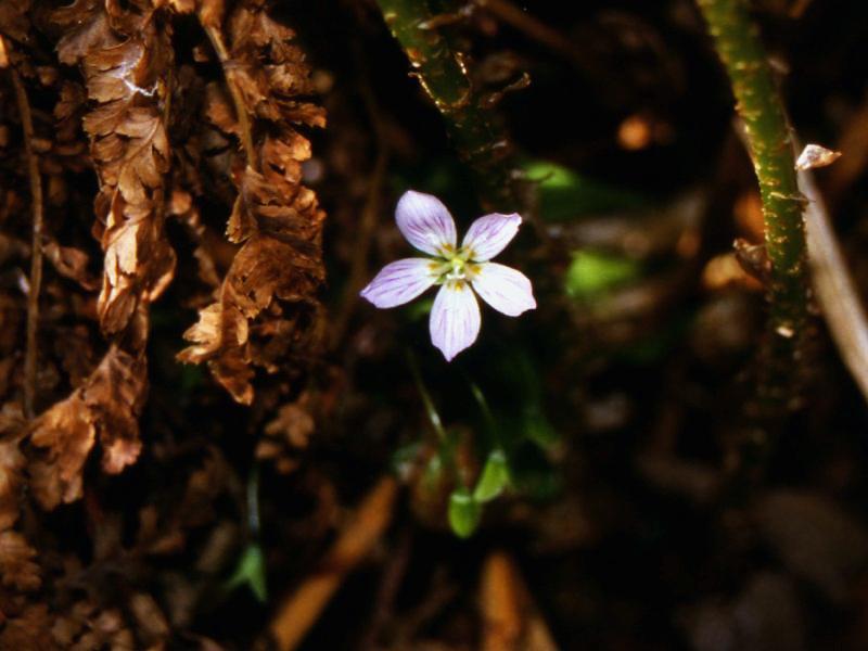 Digital Flora of Newfoundland and Labrador. Montiaceae: Montia Family ...