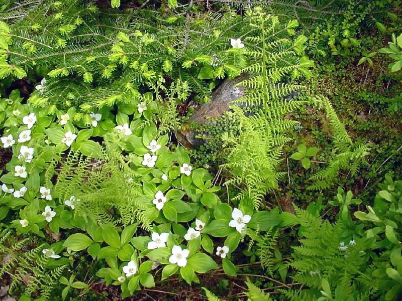Digital Flora of Newfoundland and Labrador. Dennstaedtiaceae ...
