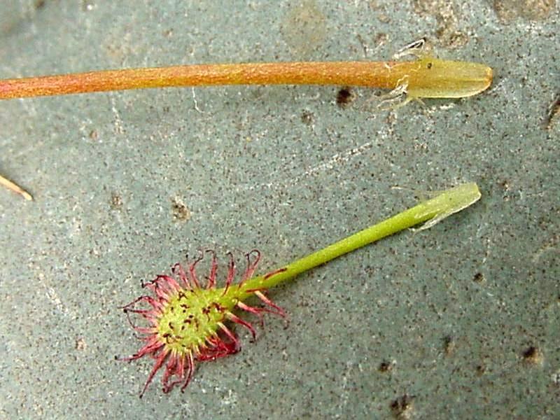 Digital Flora of Newfoundland and Labrador. Droseraceae: Sundew Family ...