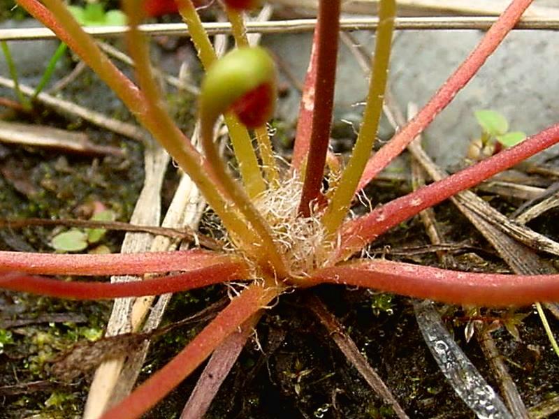 Digital Flora of Newfoundland and Labrador. Droseraceae: Sundew Family ...